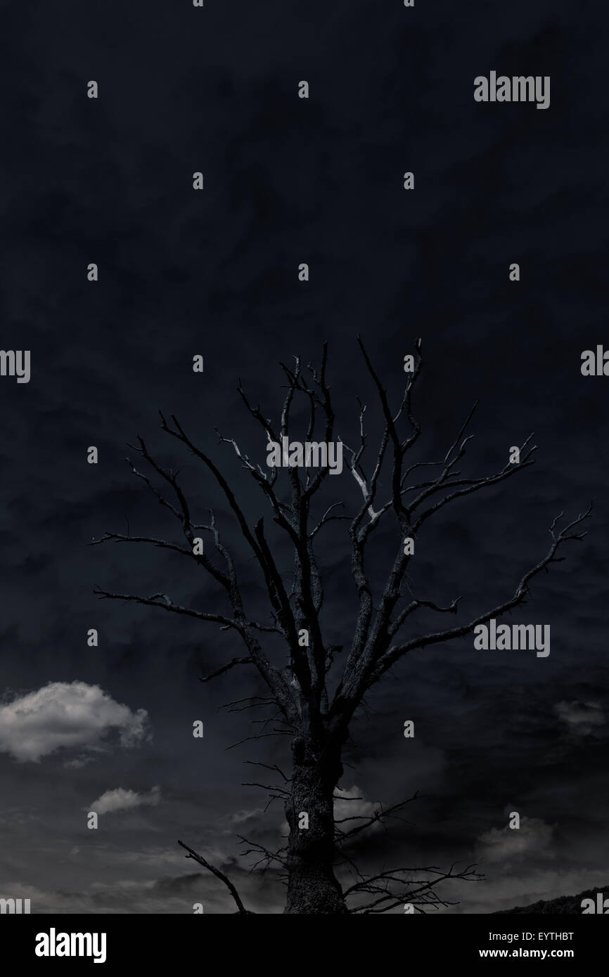 Bleak landscape with tree hi-res stock photography and images - Alamy