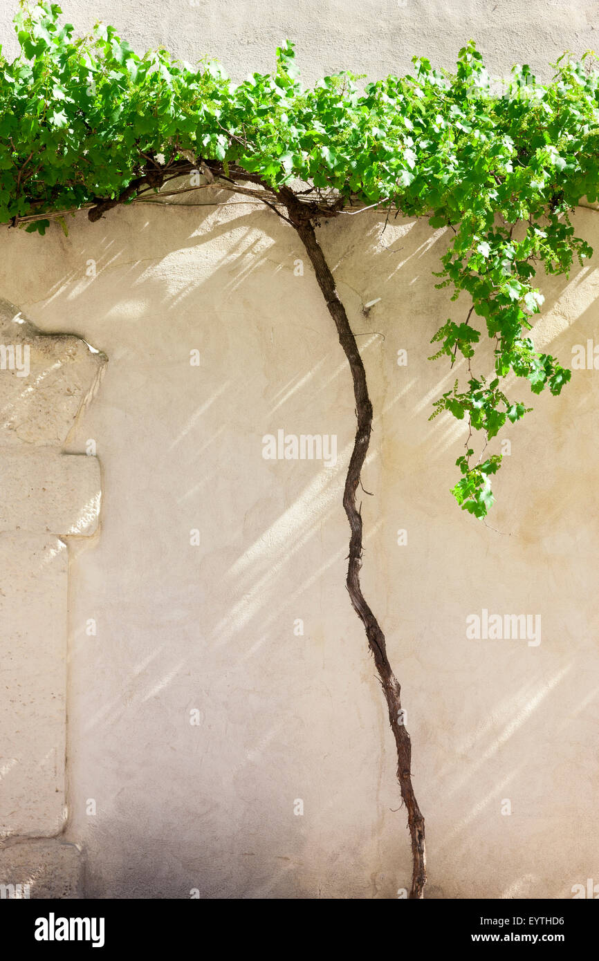 Vine on house hi-res stock photography and images - Alamy