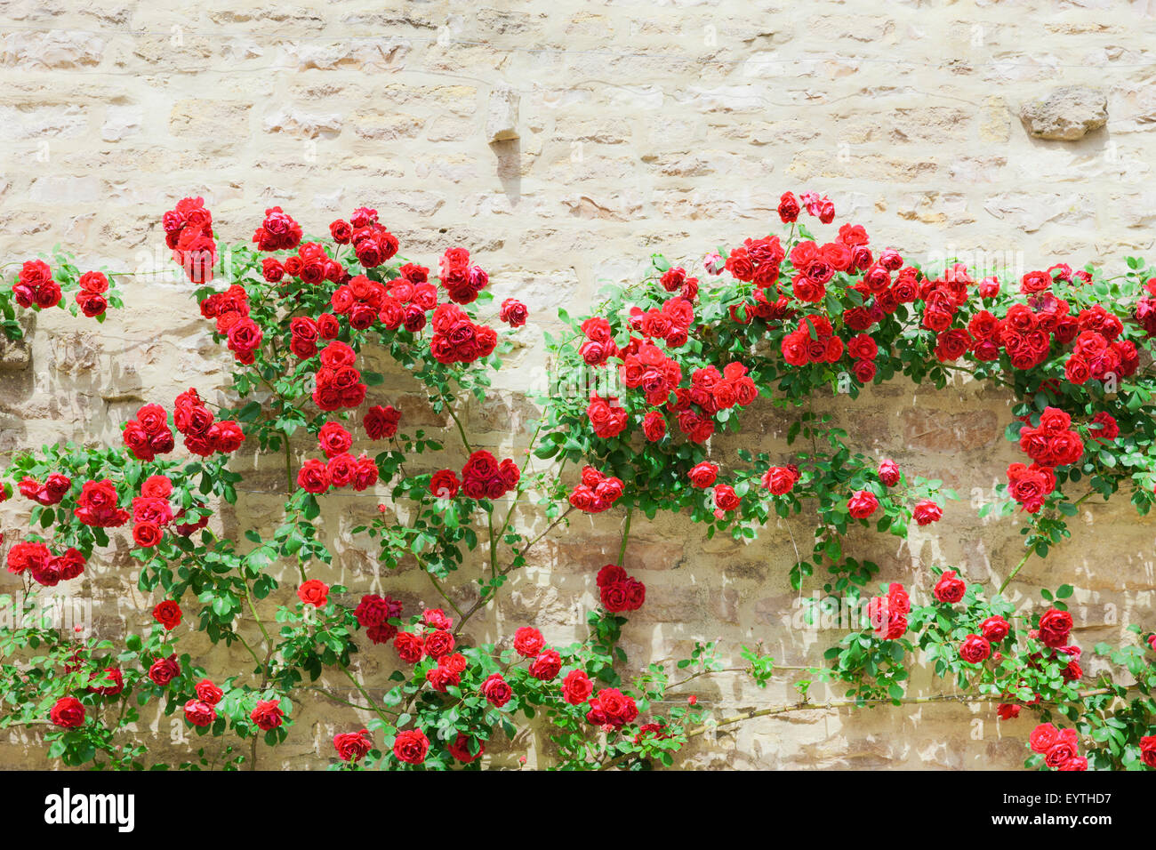 Rosebush hi-res stock photography and images - Alamy
