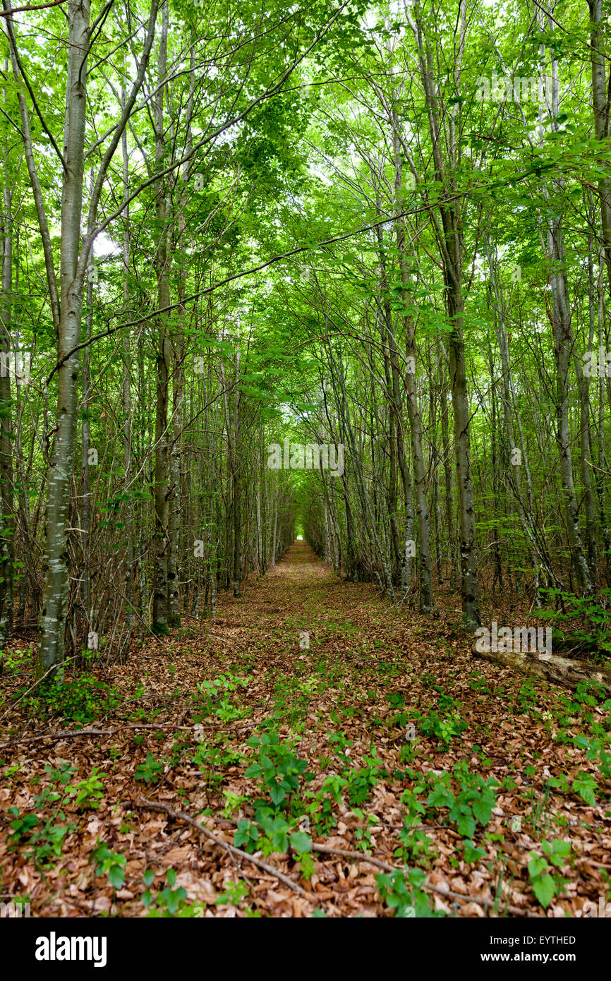 forest path in the deciduous forest Stock Photo - Alamy