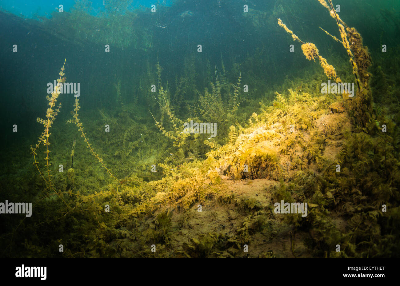 Underwater landscape freshwater lake Stock Photo - Alamy