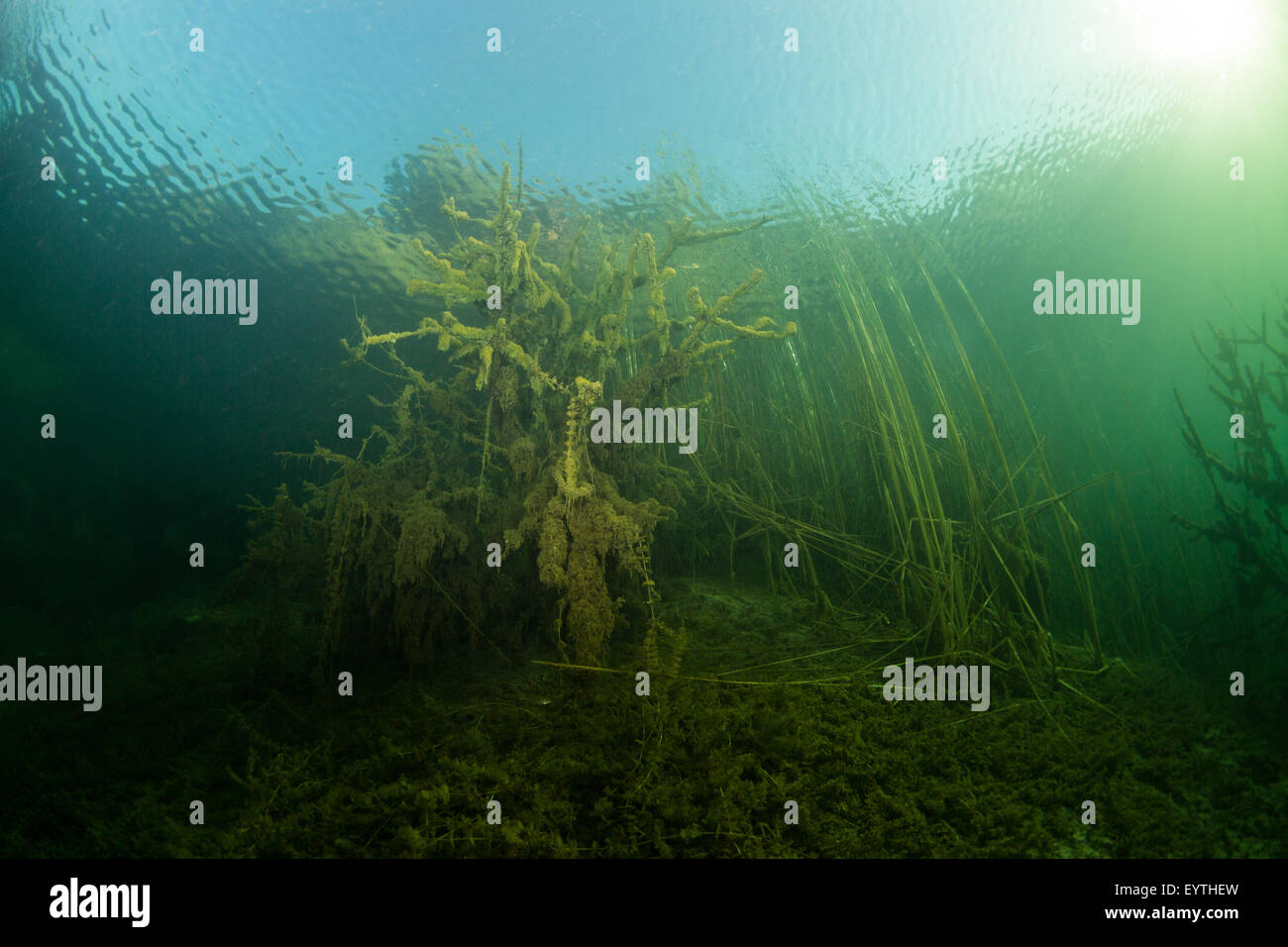 Underwater landscape freshwater lake Stock Photo - Alamy
