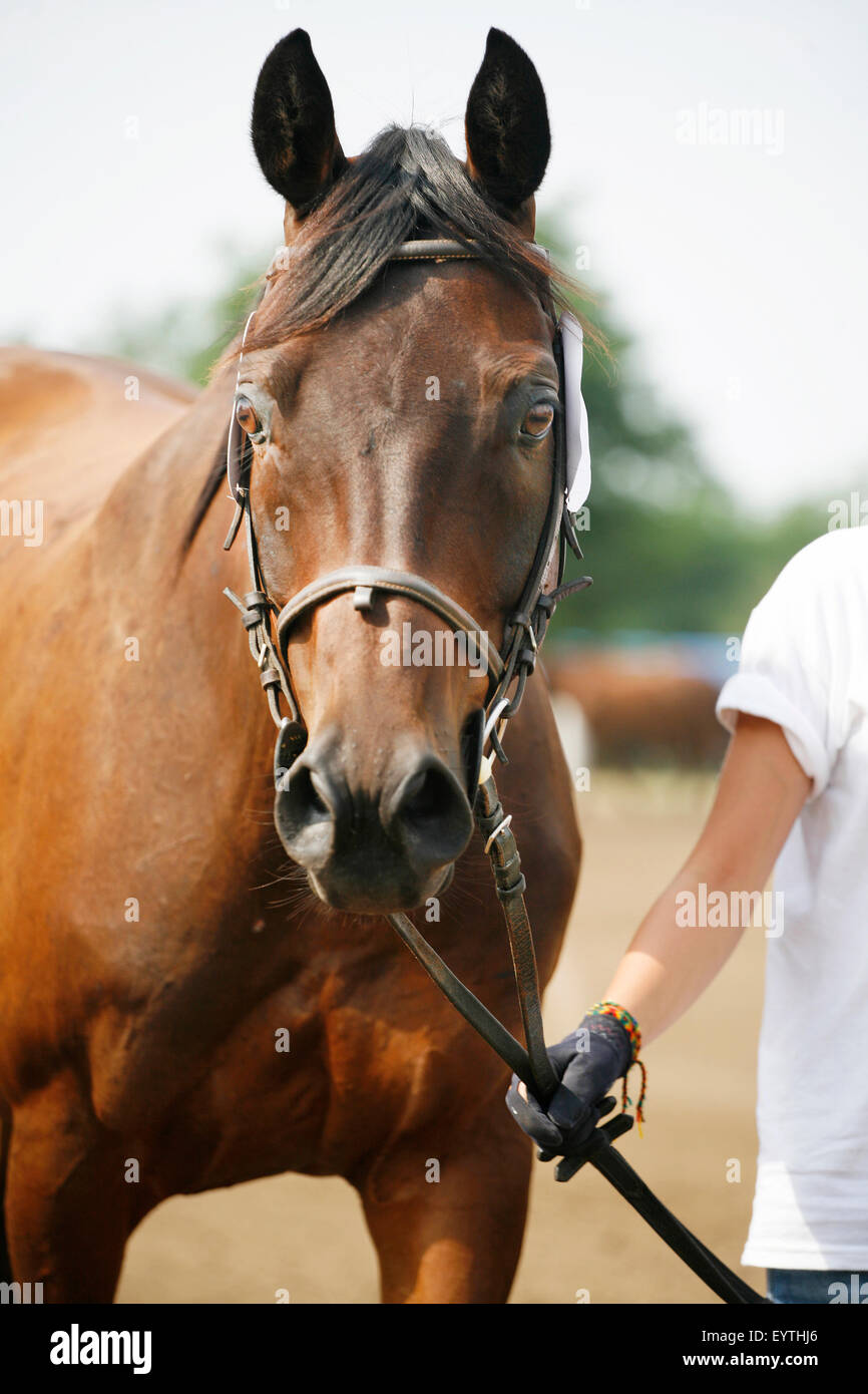 Leading to halter hi-res stock photography and images - Alamy