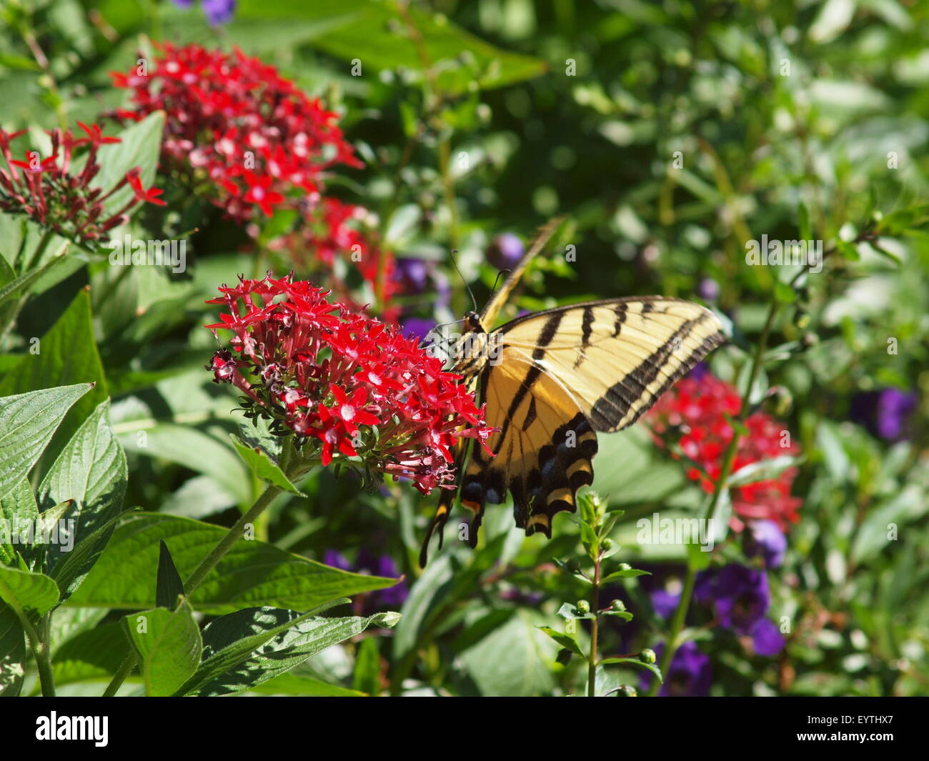 Two-tailed Swallowtail Butterfly Stock Photo - Alamy