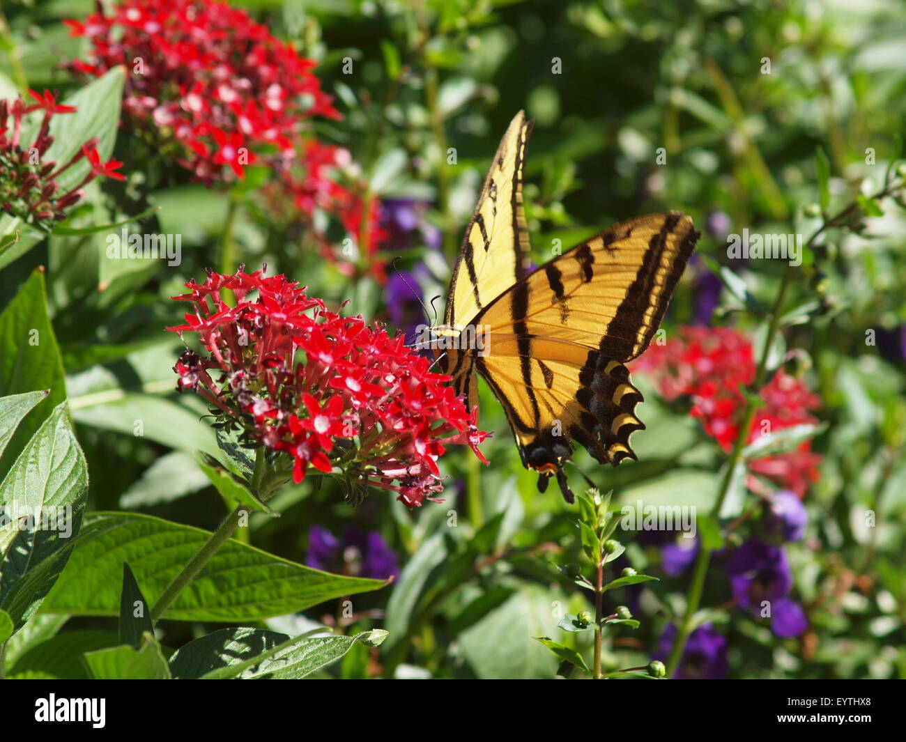 Two tailed merman or mermaid hi-res stock photography and images - Alamy