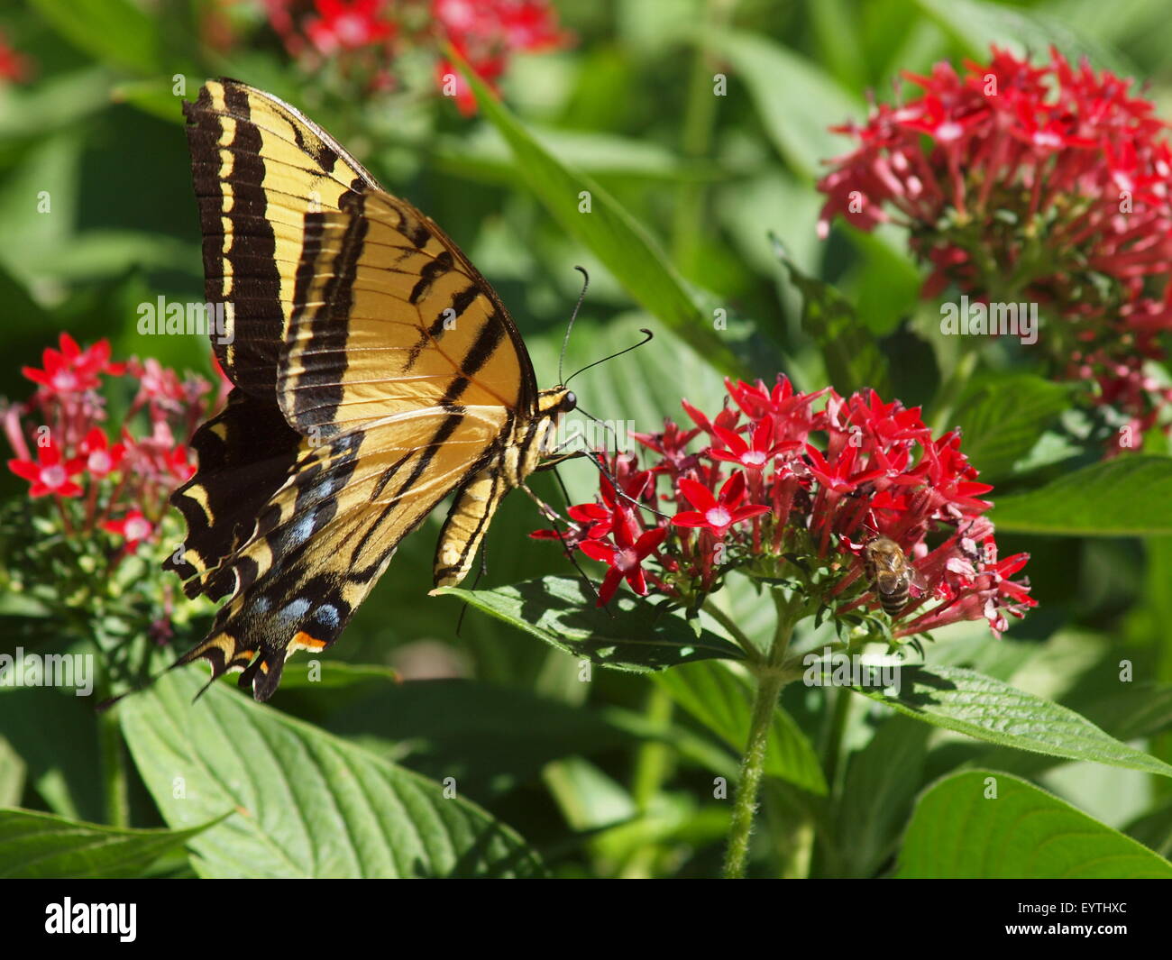 Two-tailed Swallowtail Butterfly Stock Photo - Alamy