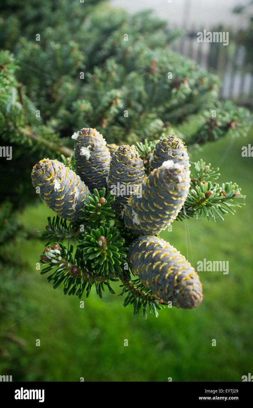 cones of the silver fir Stock Photo - Alamy