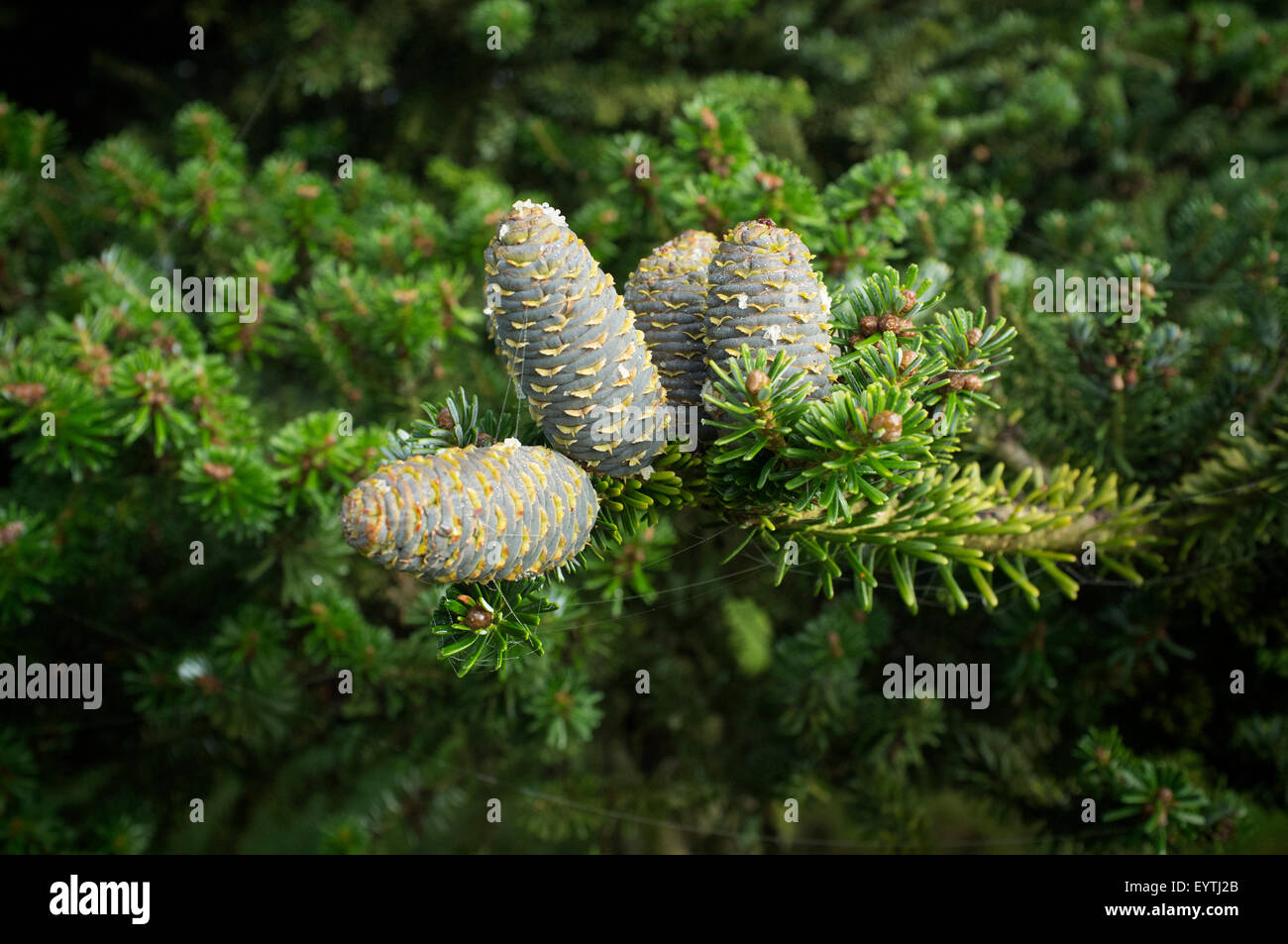 cones of the silver fir Stock Photo - Alamy