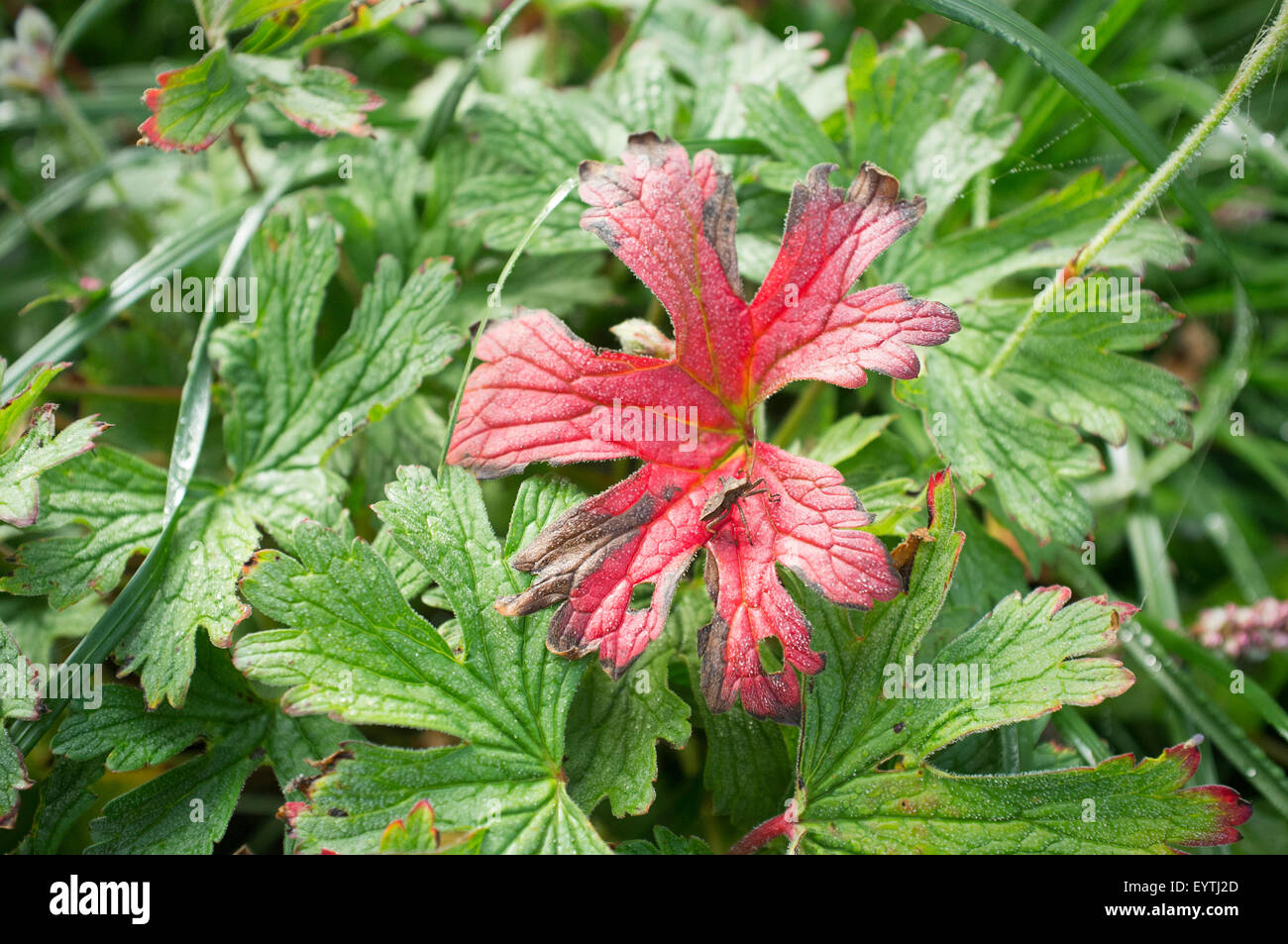 Geranium himalayense, Birch Double Stock Photo - Alamy