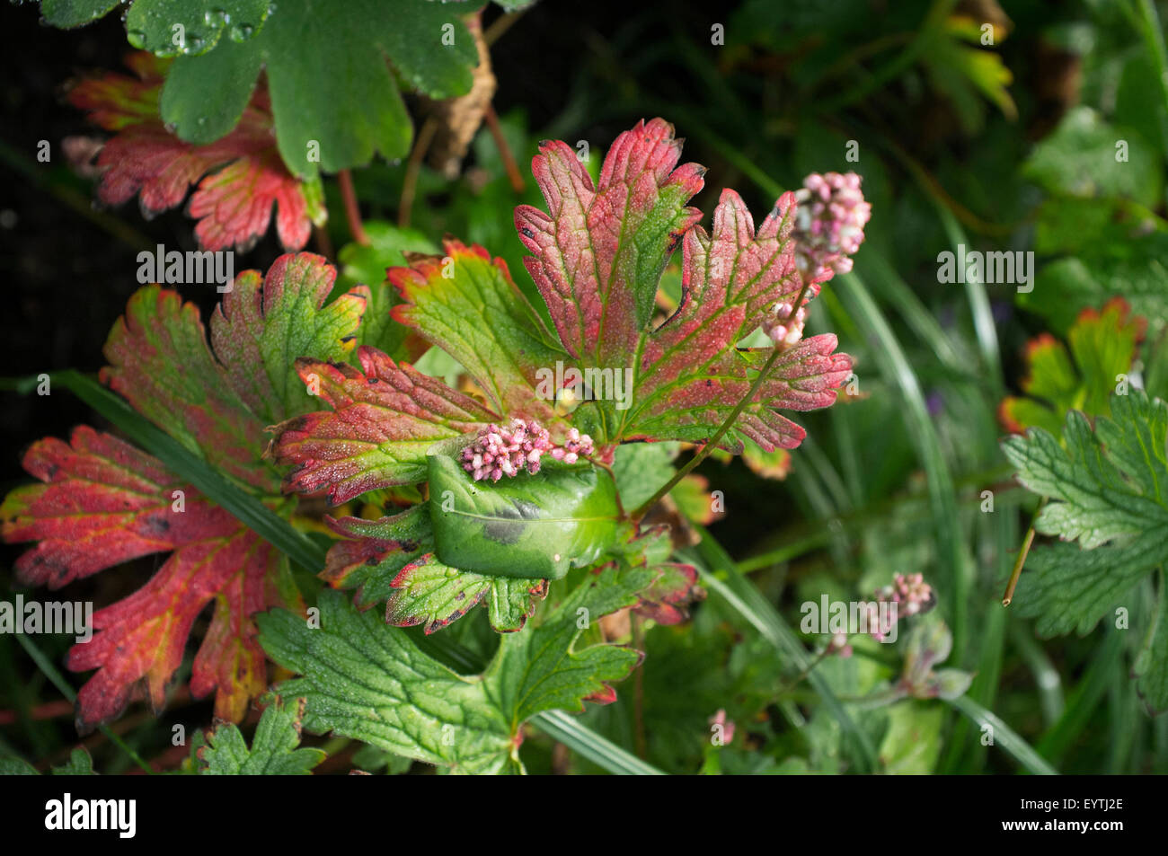 Double red geranium hi-res stock photography and images - Alamy