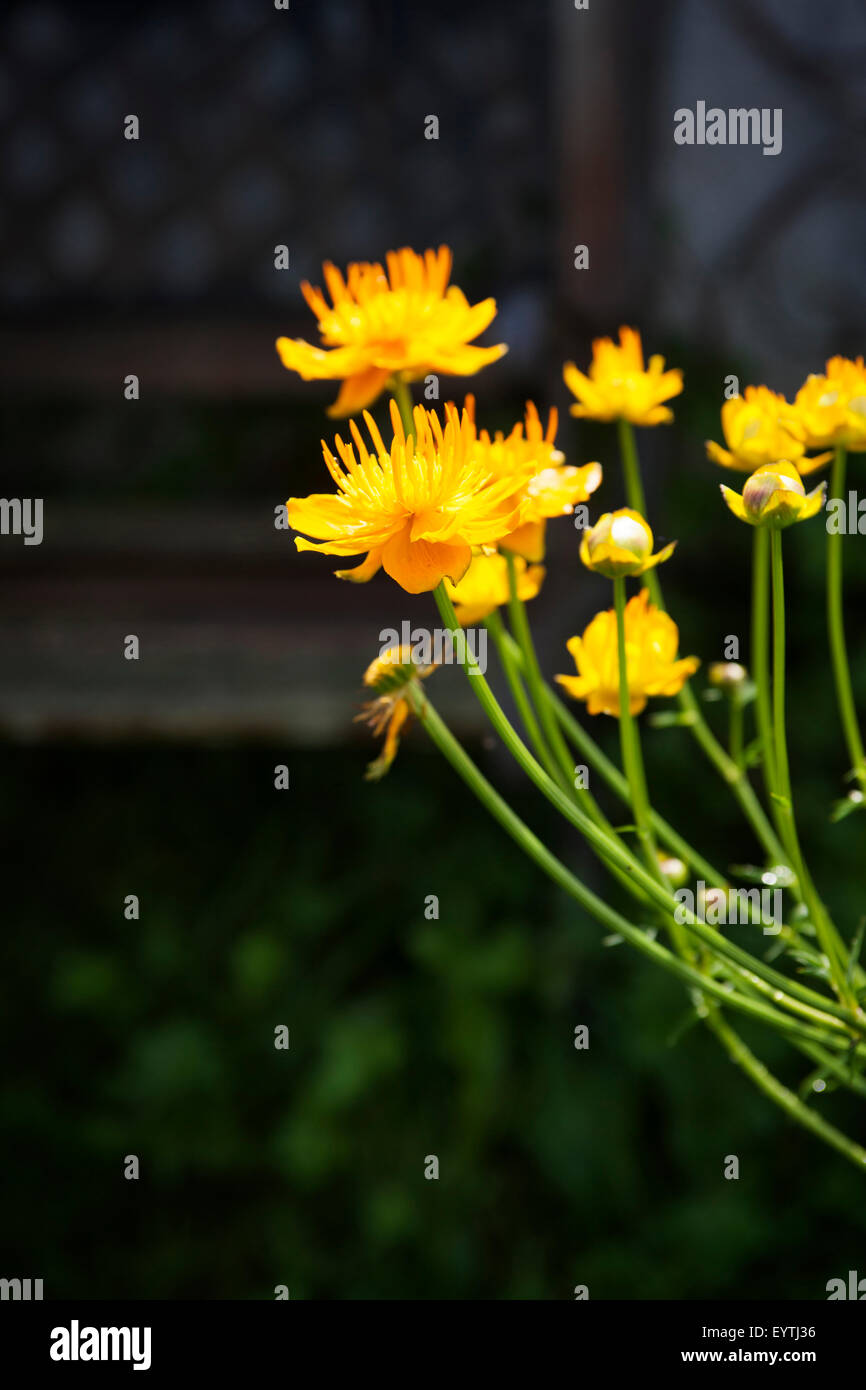 globeflower, trollius, Trollius chinensis Stock Photo - Alamy