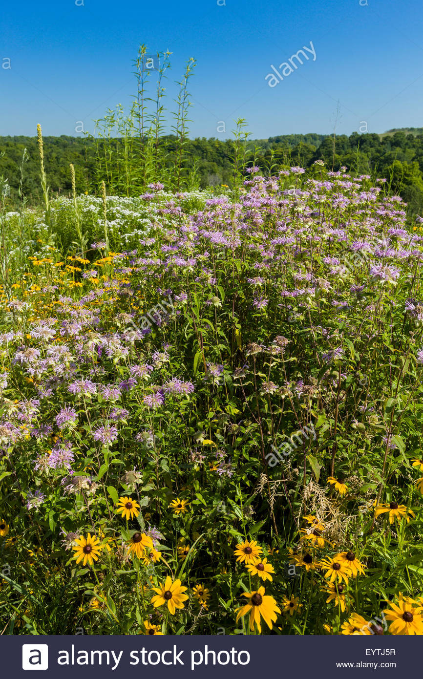 Ontario Wildflowers High Resolution Stock Photography and Images - Alamy