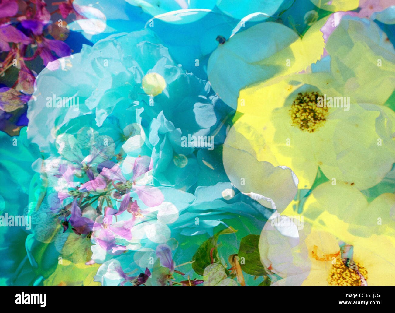 montage of flower photographies Stock Photo - Alamy