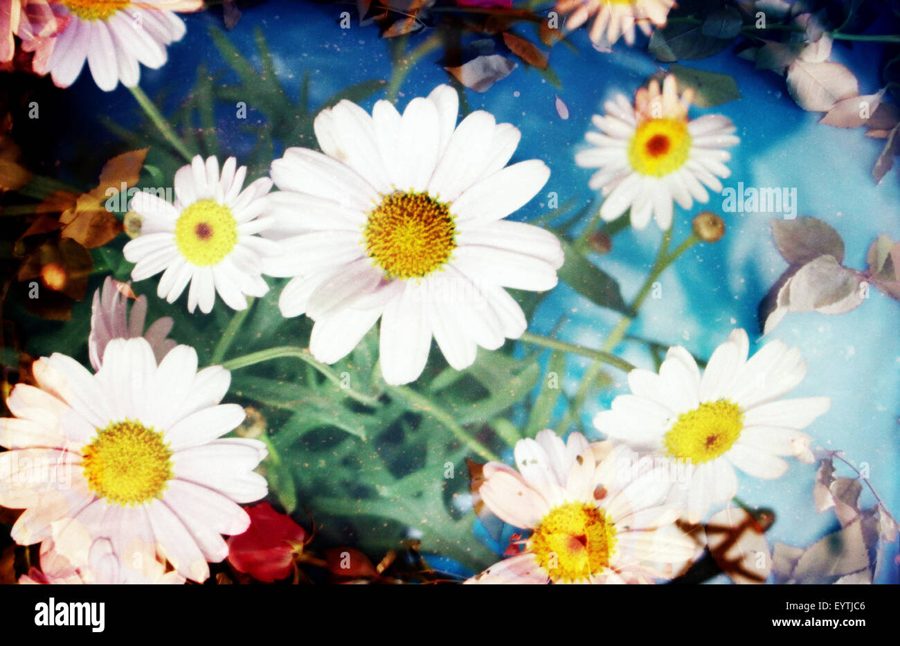 Poetic flowers hi-res stock photography and images - Alamy