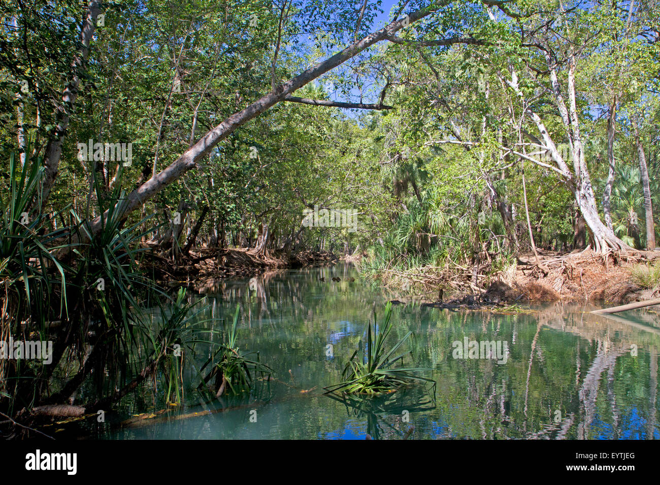 Lawn Hill Creek in Boodjamulla National Park Stock Photo - Alamy