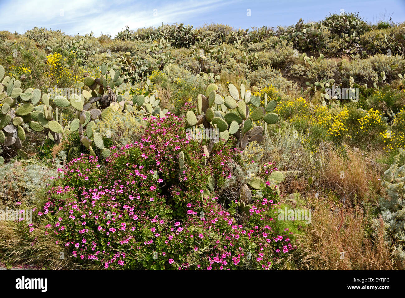 Italy, Lipari, scenery, vegetation Stock Photo - Alamy