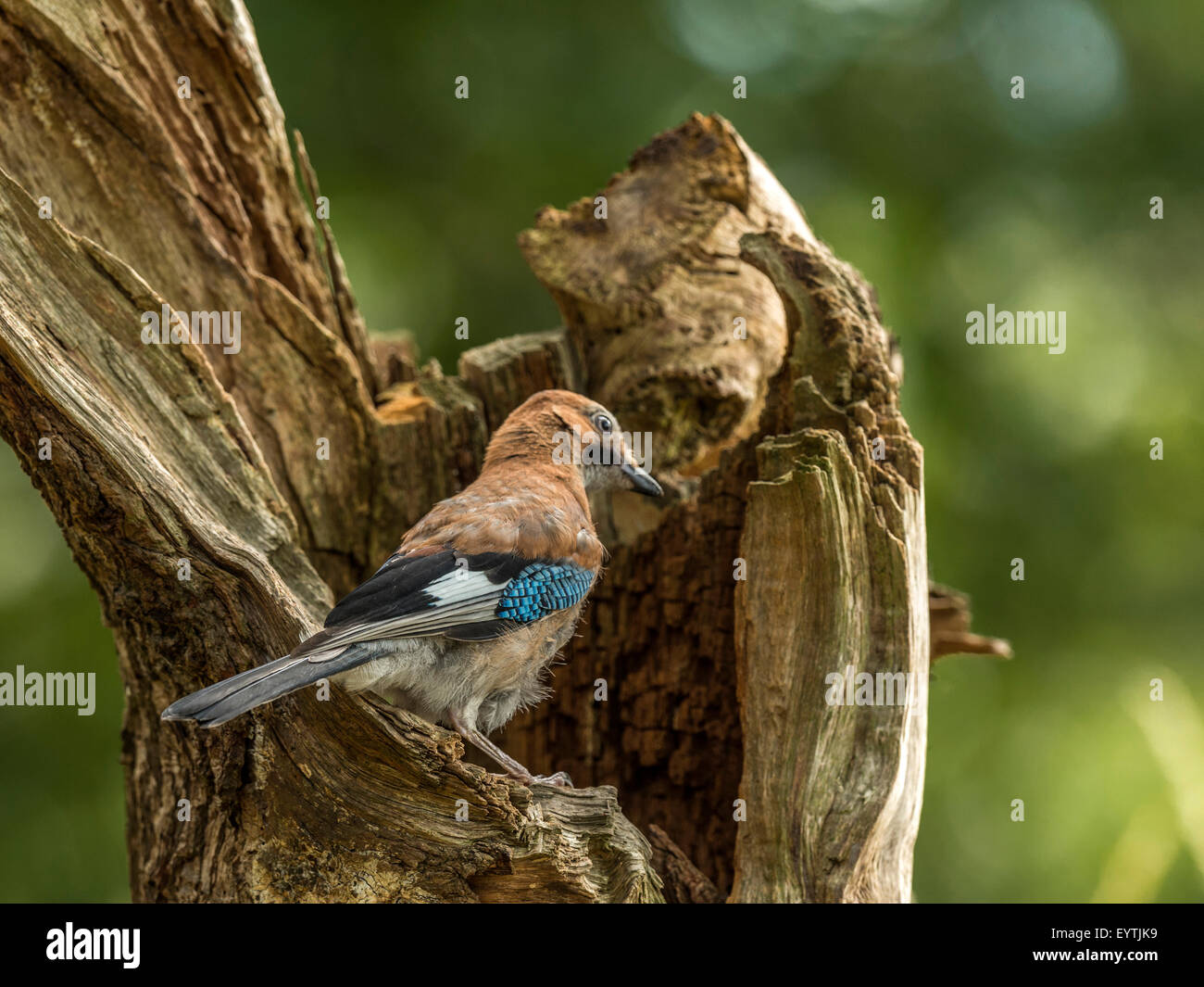 Eurasian Jay depicted perched on an old dilapidated wooden tree stump ...