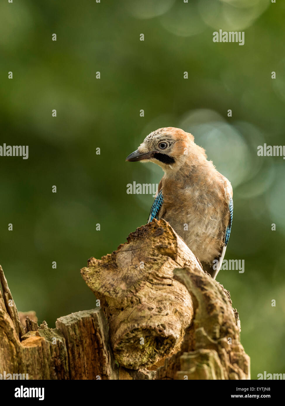 Eurasian Jay depicted perched on an old dilapidated wooden tree stump ...