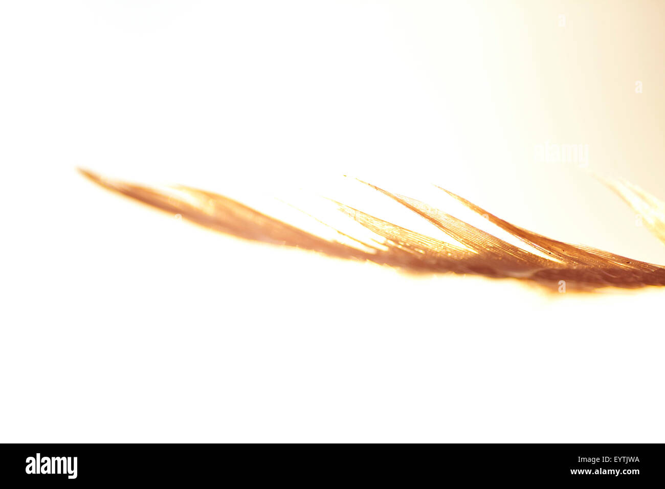 Feather at back light Stock Photo - Alamy