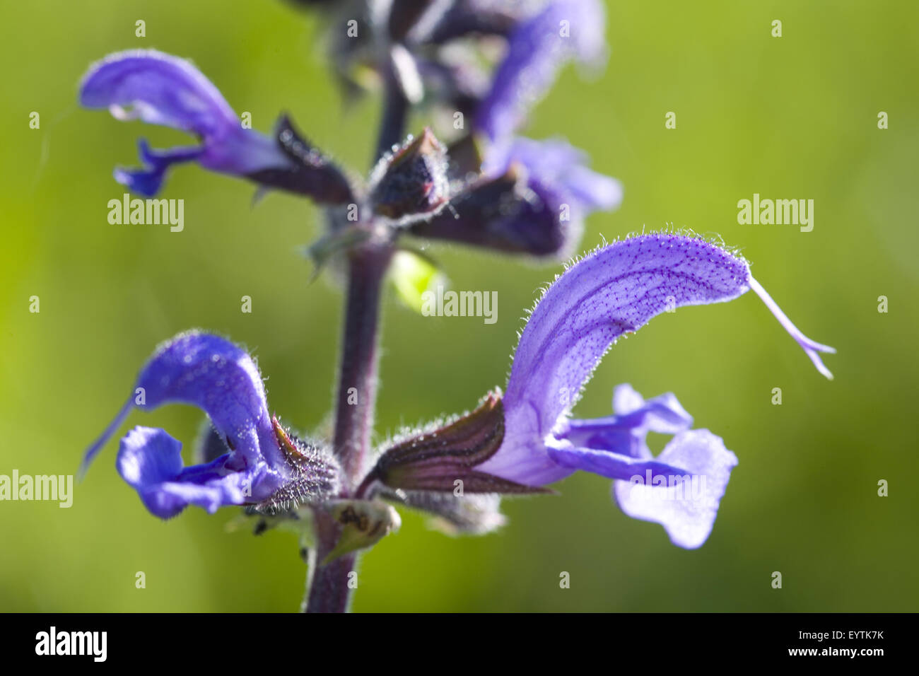 Sage plant in close hi-res stock photography and images - Alamy