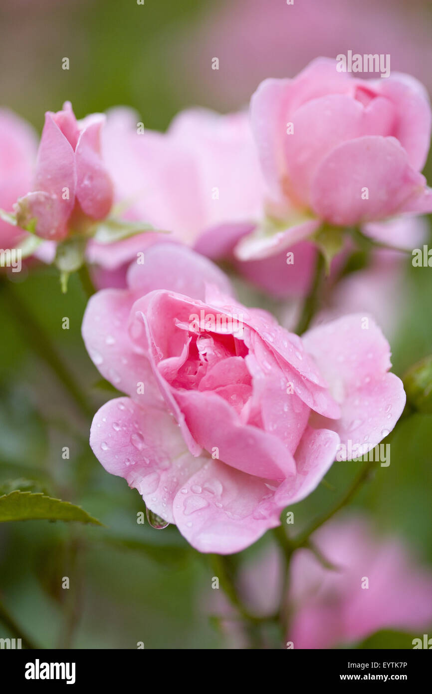 Pink roses, close-up Stock Photo - Alamy