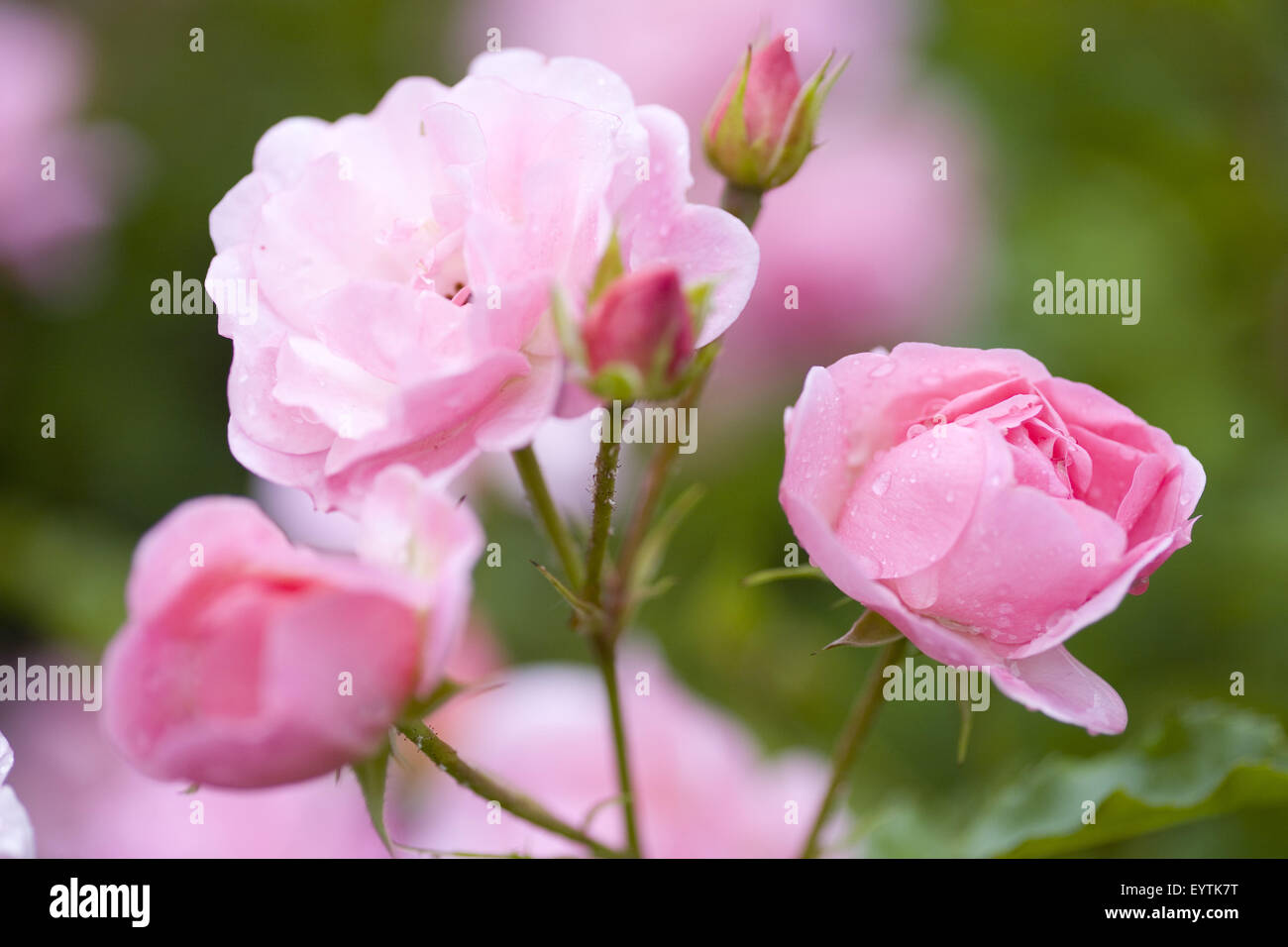 Pink roses, close-up Stock Photo - Alamy