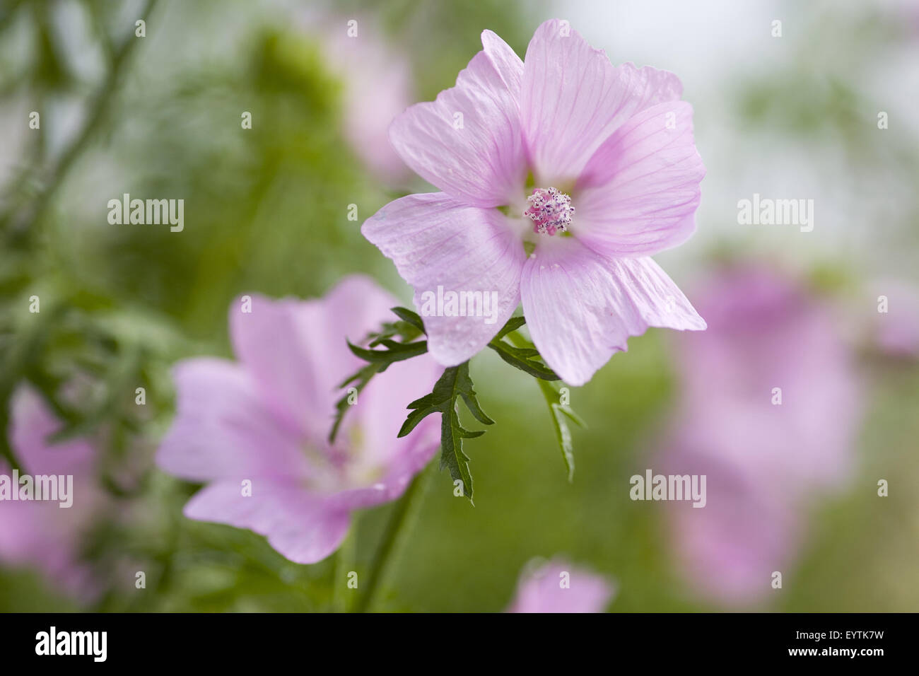 Musk mallows malva moschata hi-res stock photography and images - Alamy