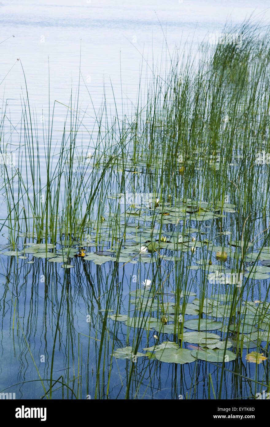 Lakeside with reed and water lilies Stock Photo - Alamy