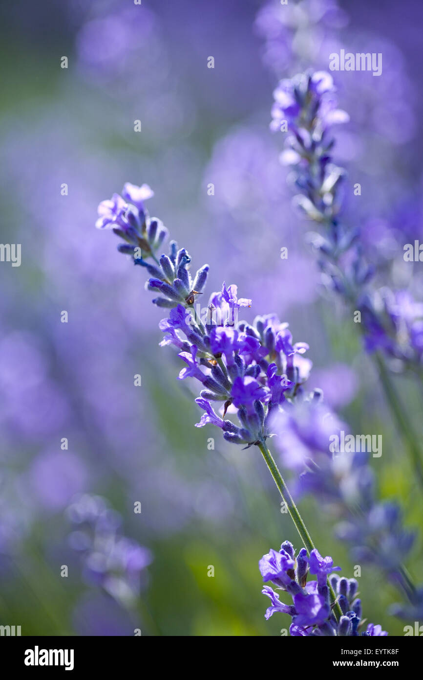Lavandula angustifolia million hi-res stock photography and images - Alamy