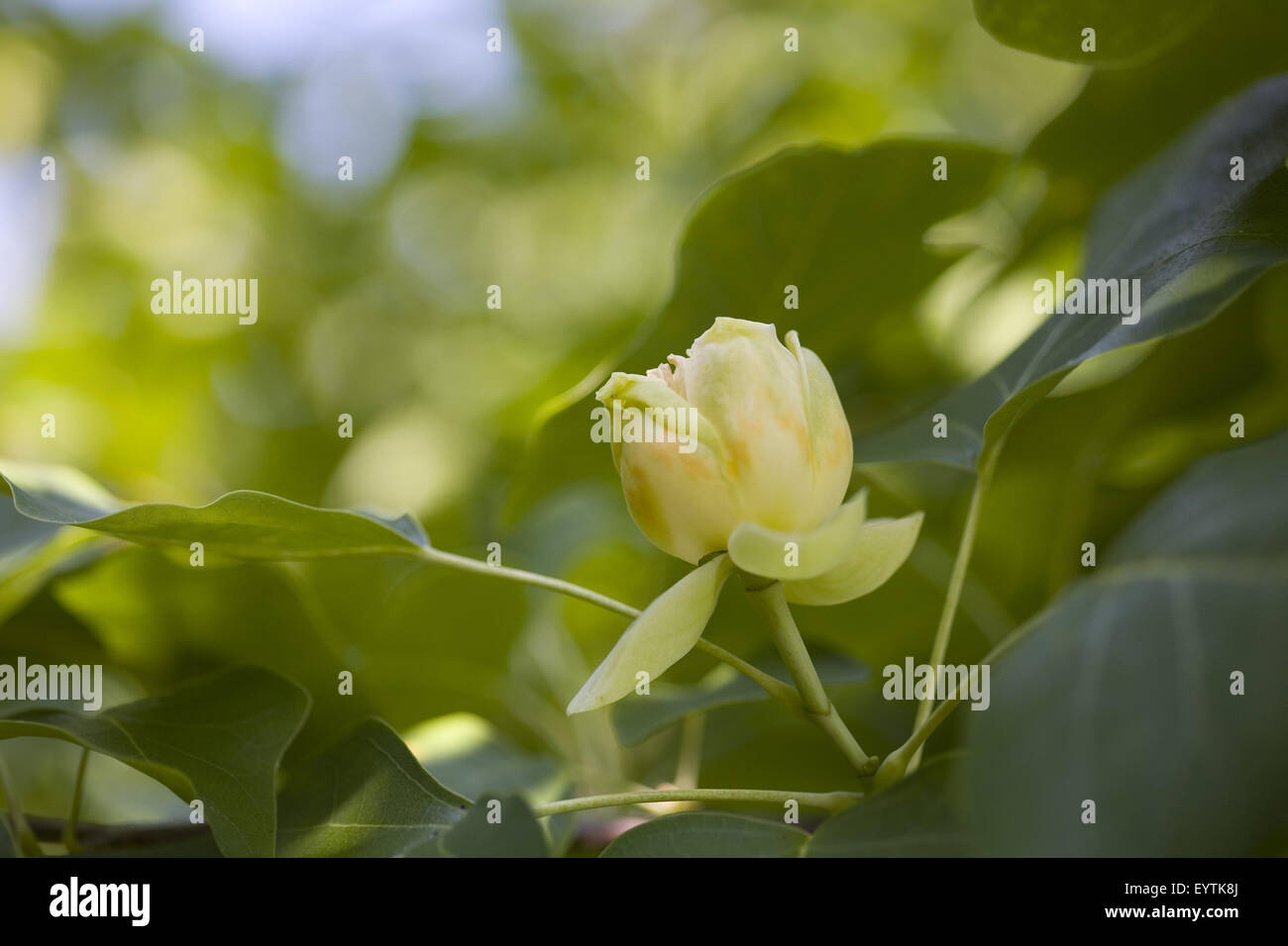 Poplar branch hi-res stock photography and images - Alamy