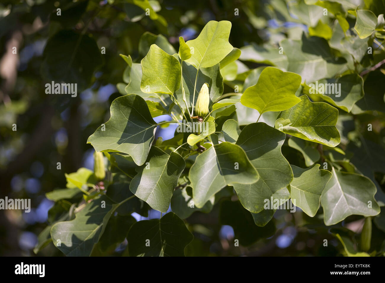 Poplar branch hi-res stock photography and images - Alamy