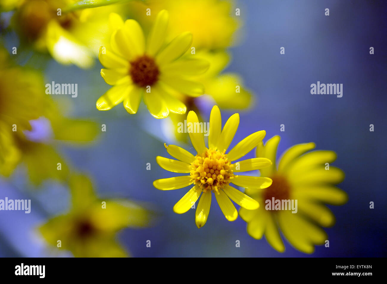 Plant senecio erucifolius hi-res stock photography and images - Alamy