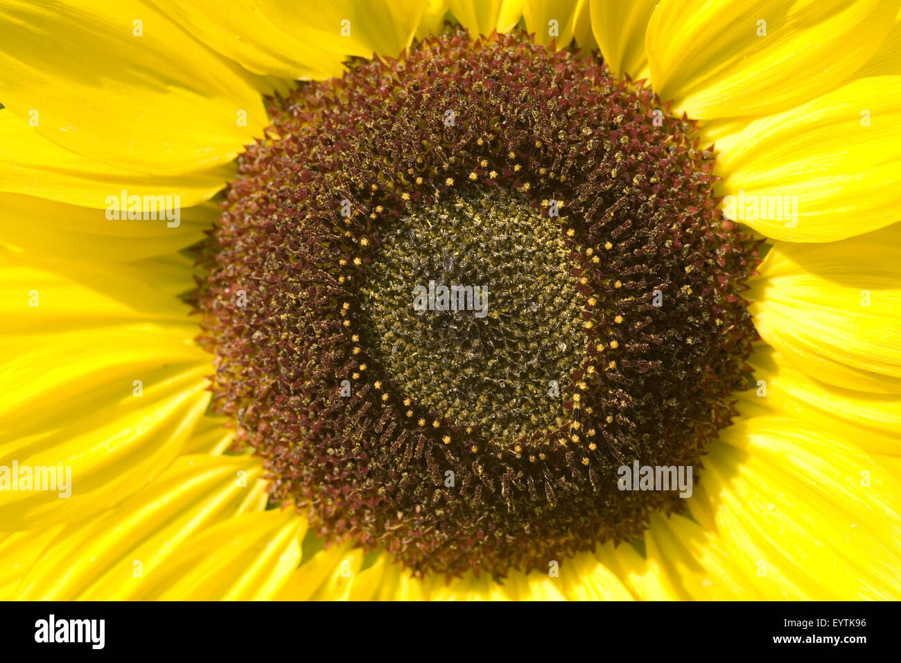 Sunflower detail hi-res stock photography and images - Alamy