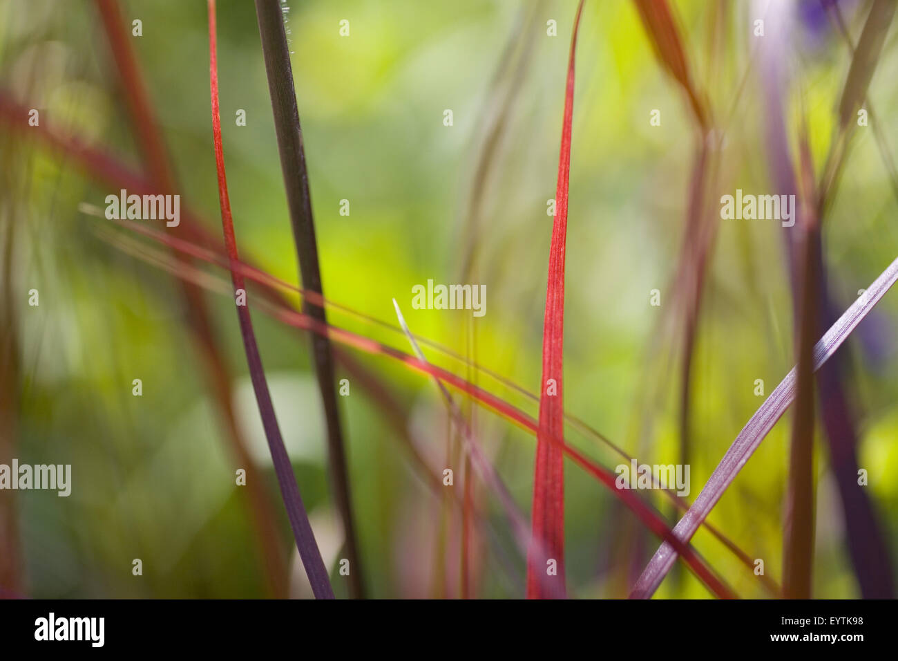 Coloured grass, close-up Stock Photo - Alamy