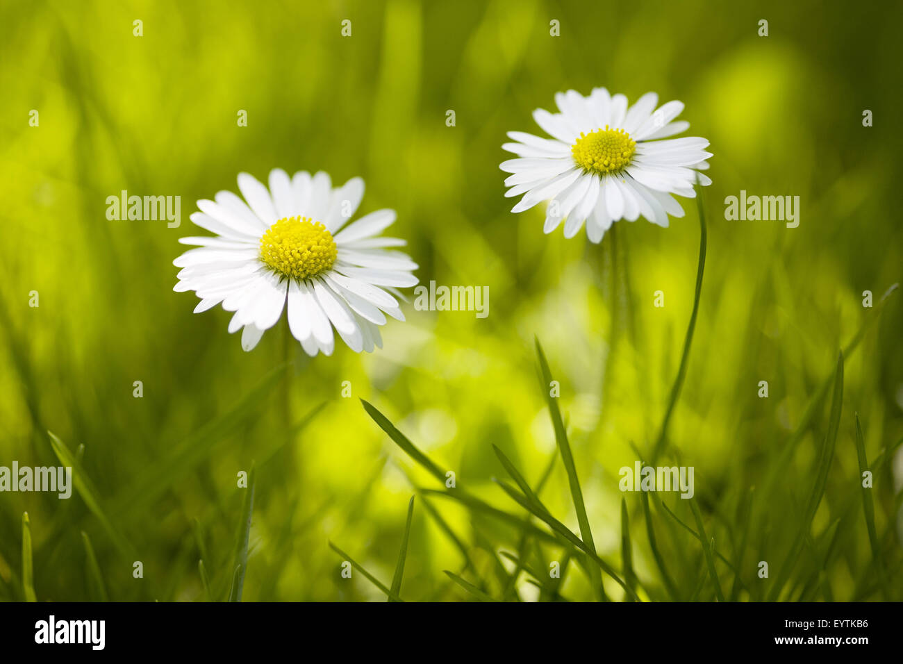 Two daisies in the meadow Stock Photo - Alamy