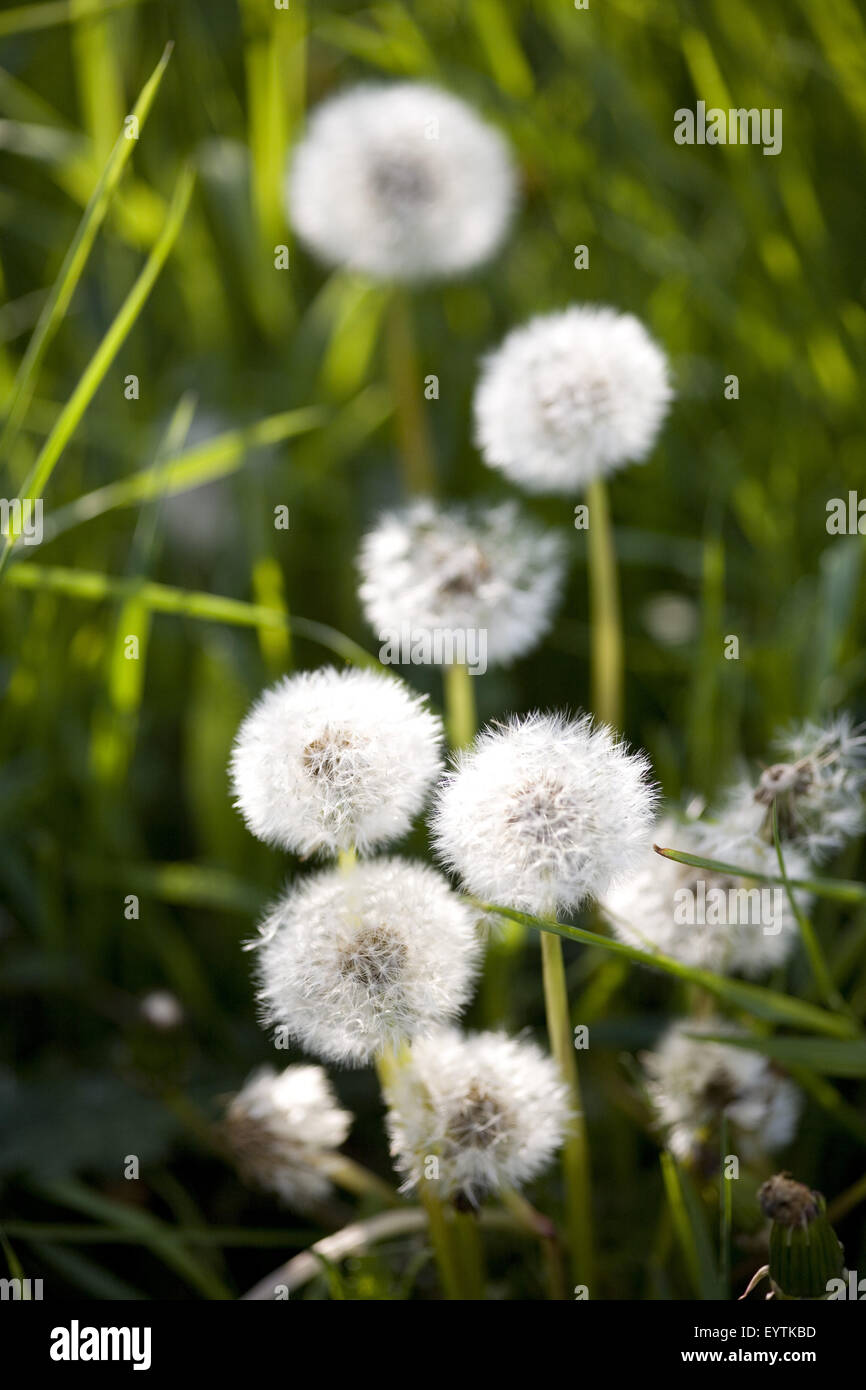 Puff's flowers, detail Stock Photo - Alamy