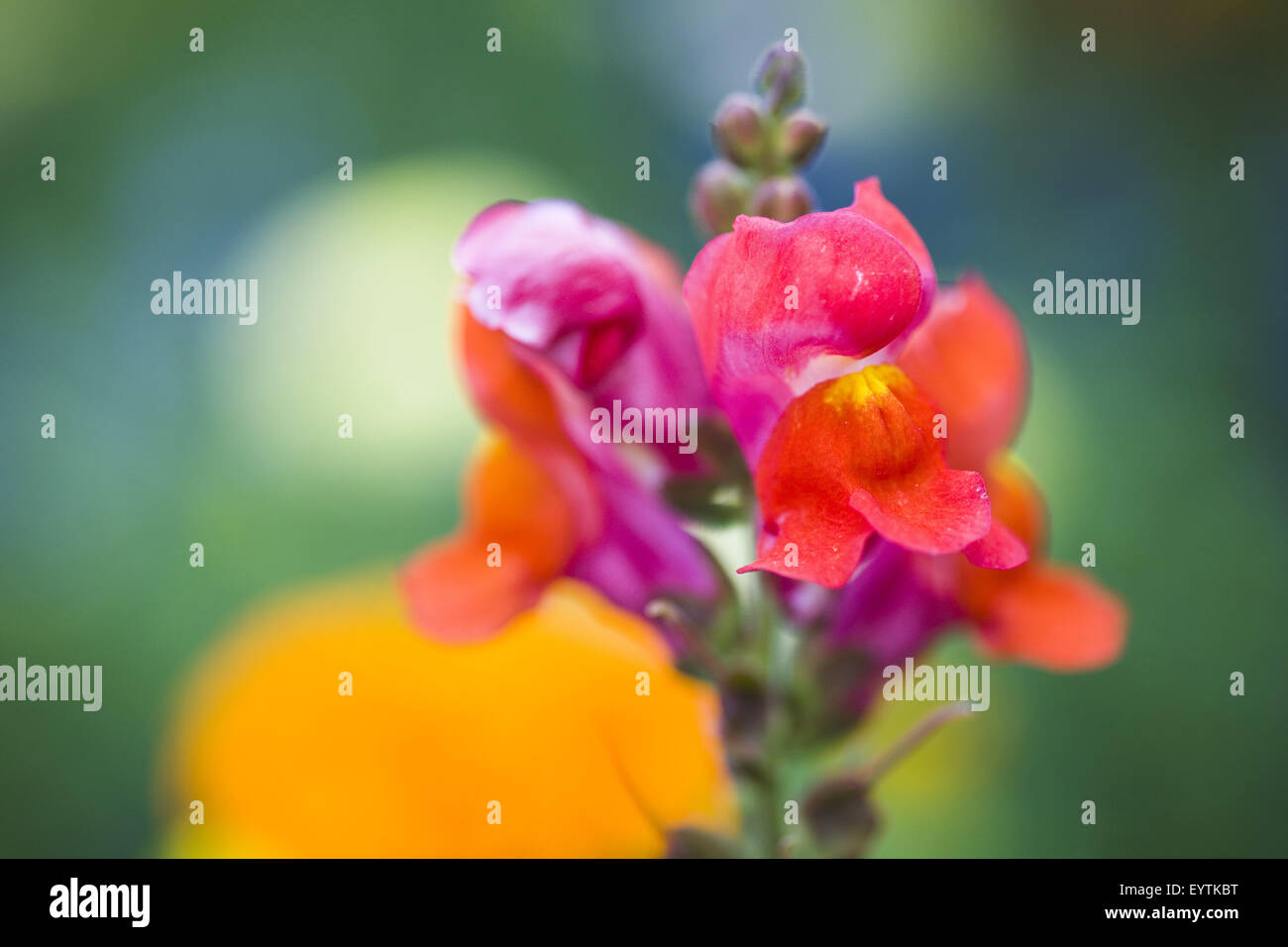 Yellow snapdragon mouth hi-res stock photography and images - Alamy