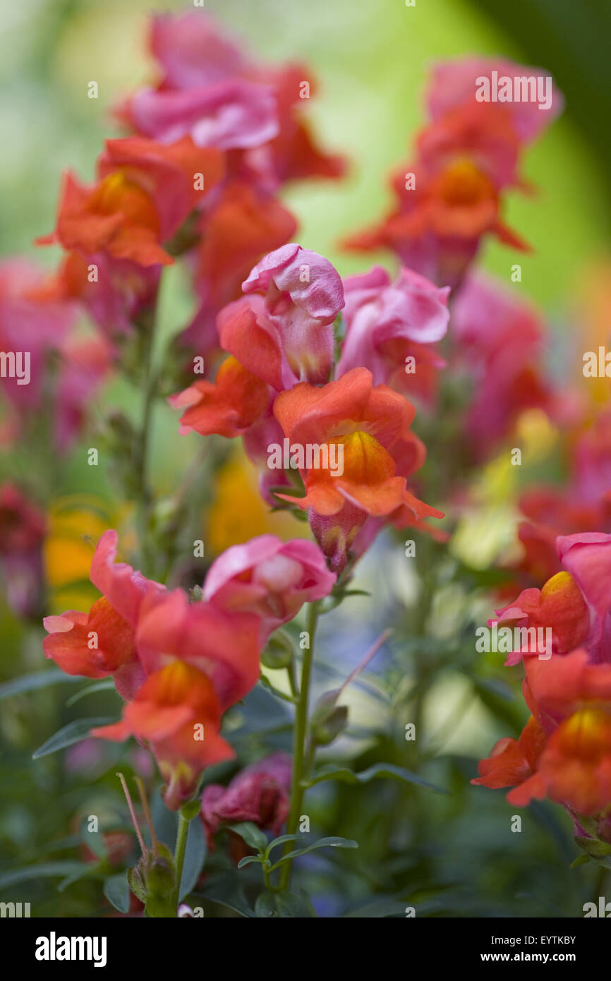 Yellow snapdragon mouth hi-res stock photography and images - Alamy