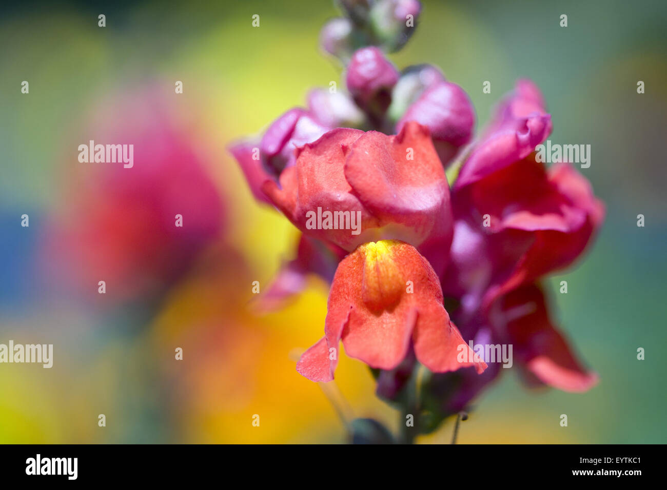 Yellow snapdragon mouth hi-res stock photography and images - Alamy