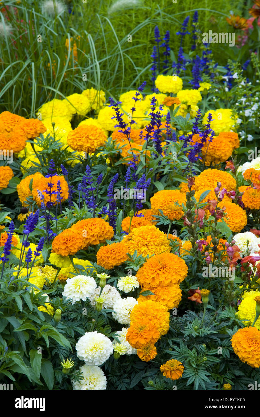 Violet marigold flowers hi-res stock photography and images - Alamy