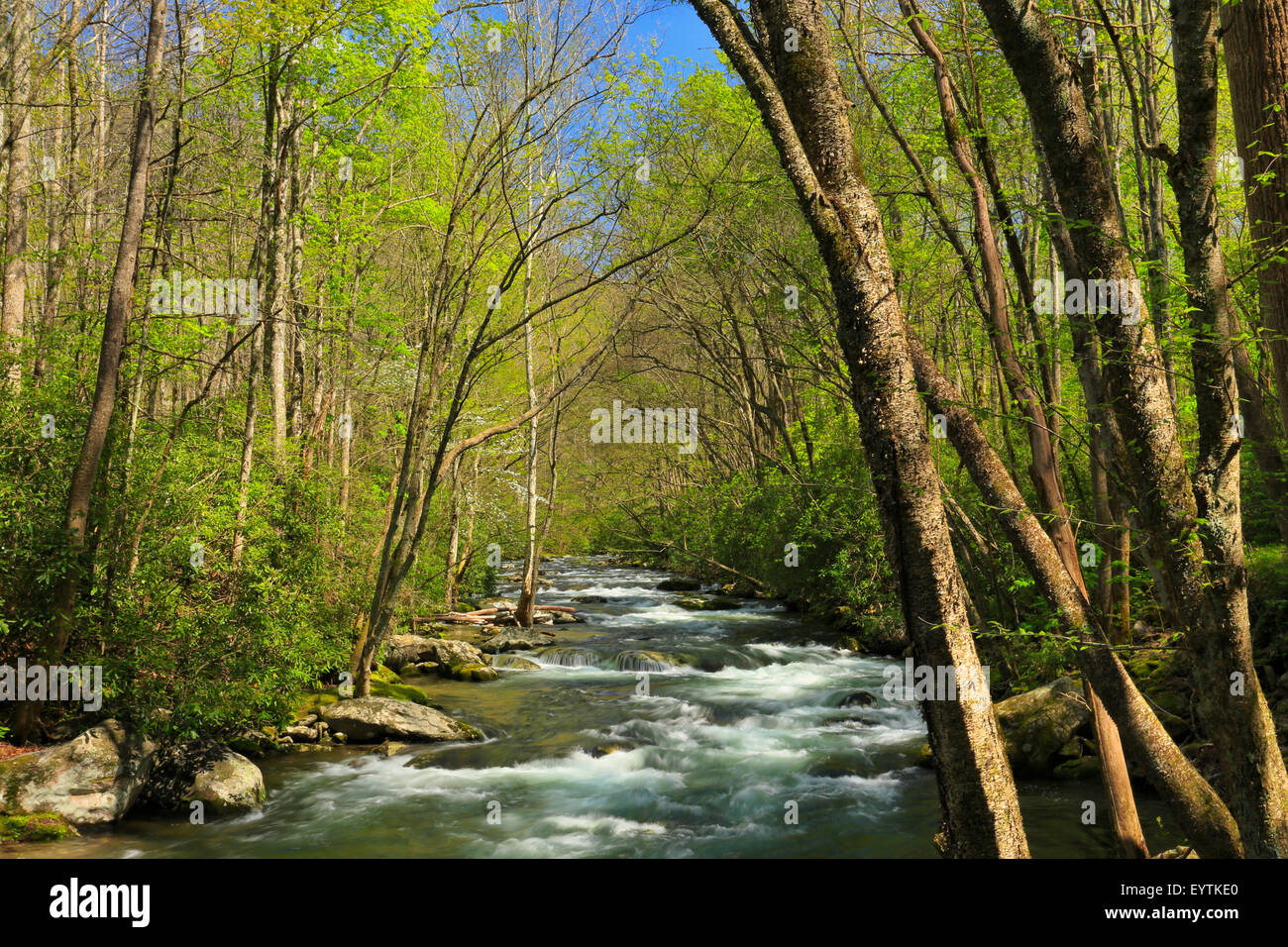 Little River, Trail, Elkmont Area, Great Smoky Mountains National Park ...