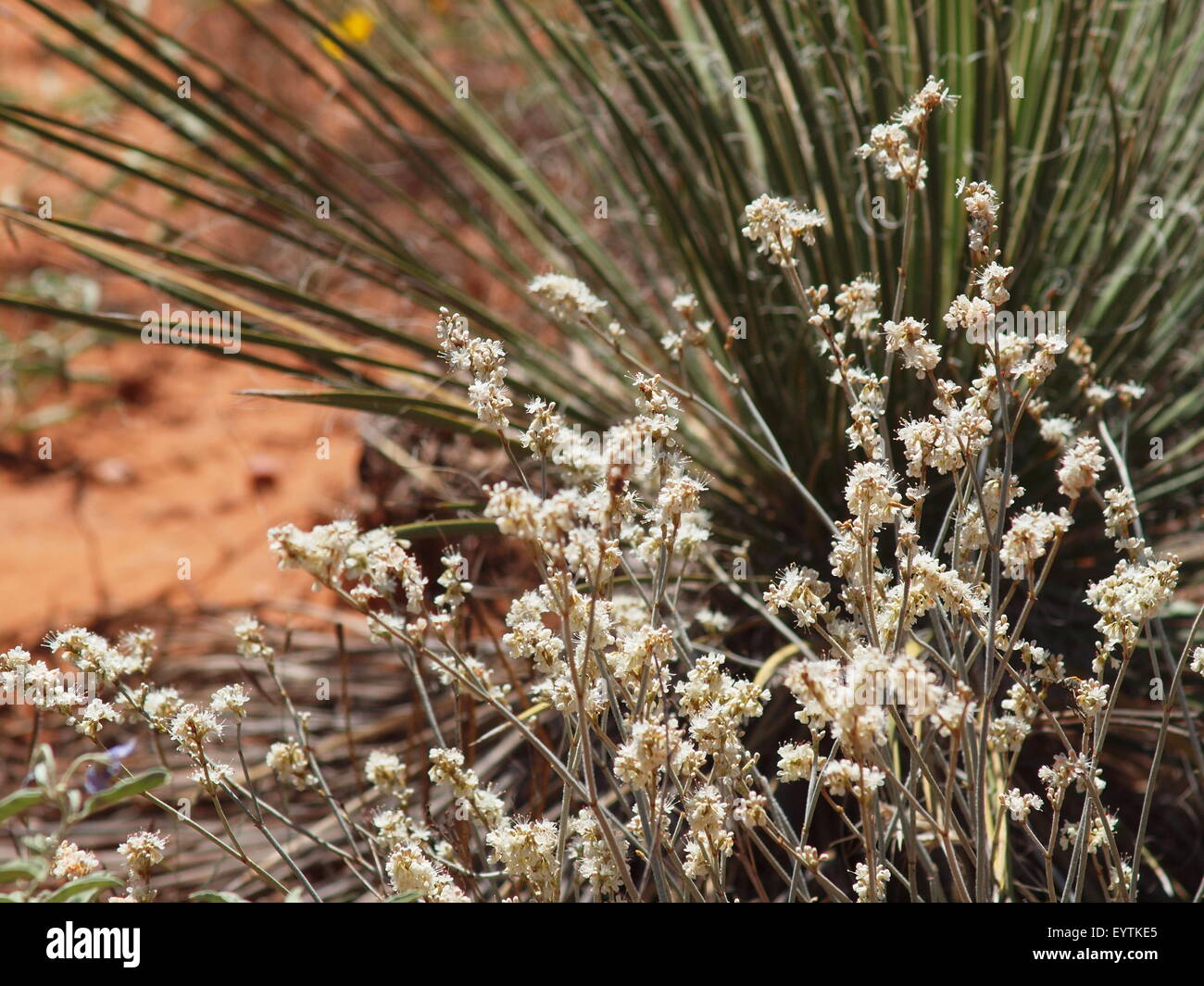 Wild Flower Arizona Stock Photo - Alamy