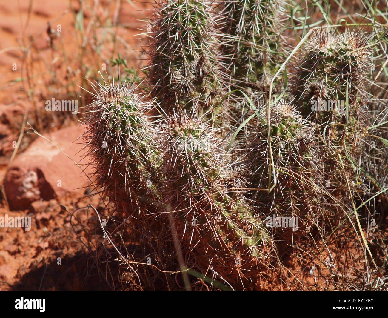 Arizona cactus hi-res stock photography and images - Alamy