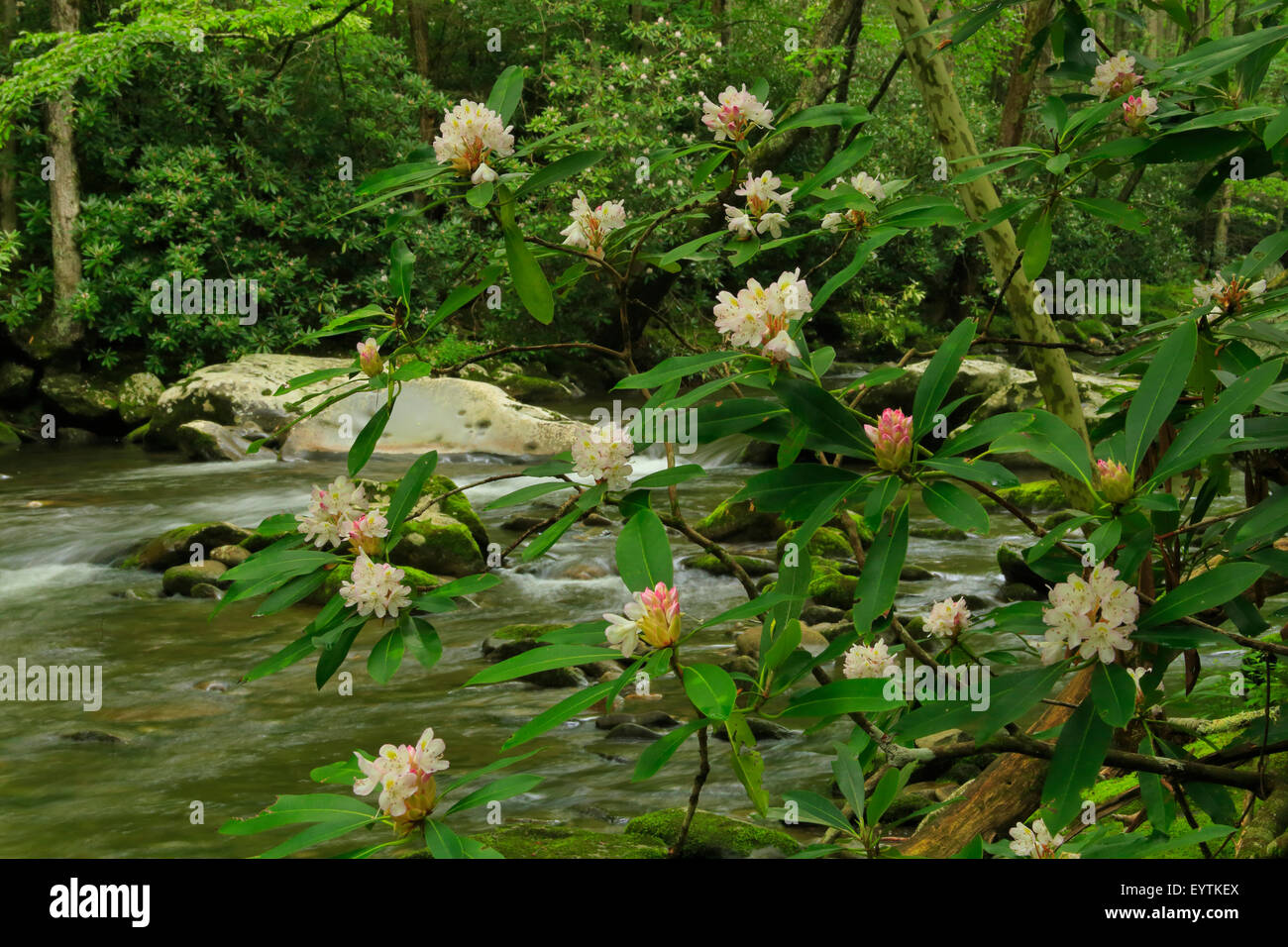 Little River, Trail, Elkmont Area, Great Smoky Mountains National Park ...