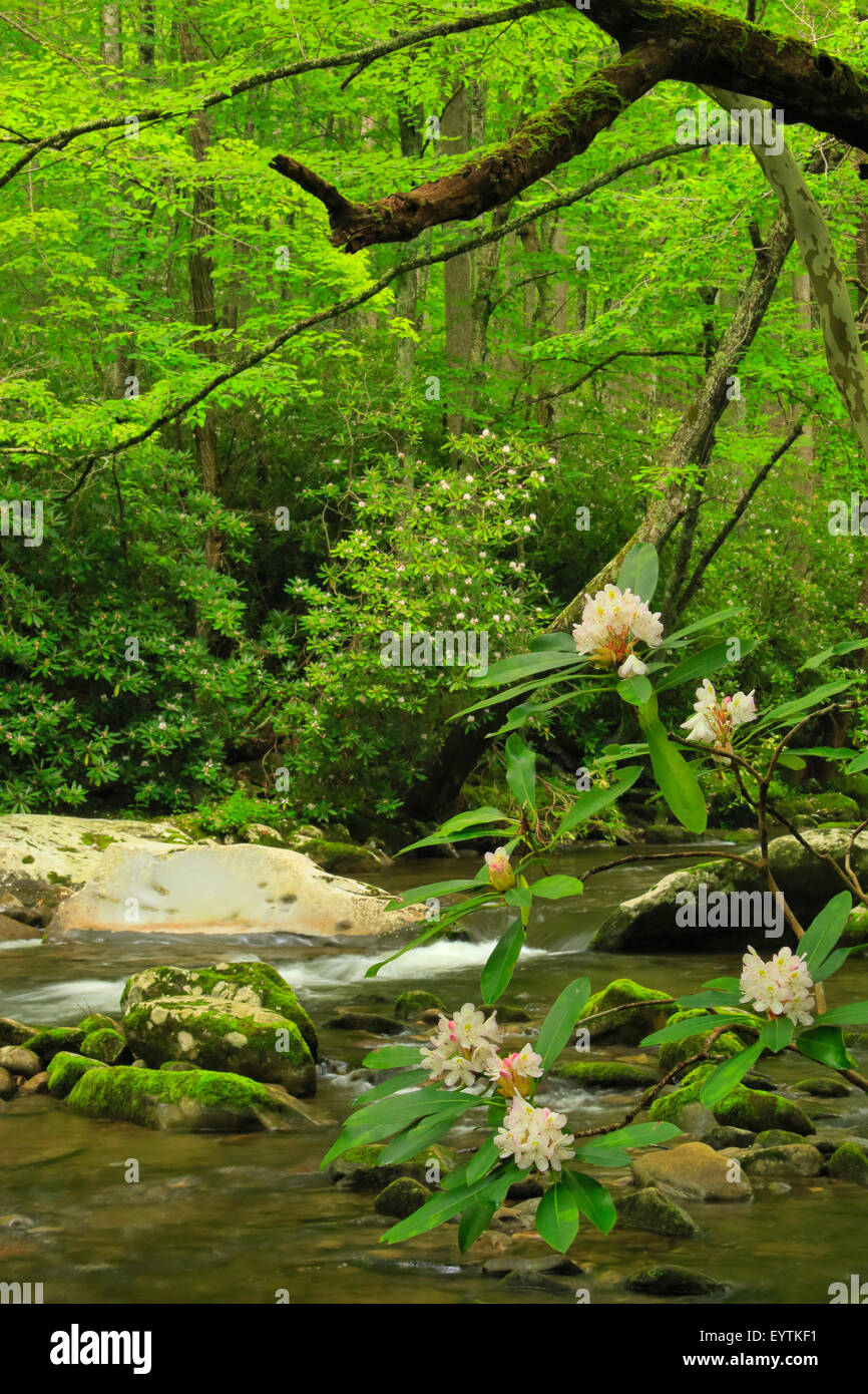 Little River, Trail, Elkmont Area, Great Smoky Mountains National Park ...