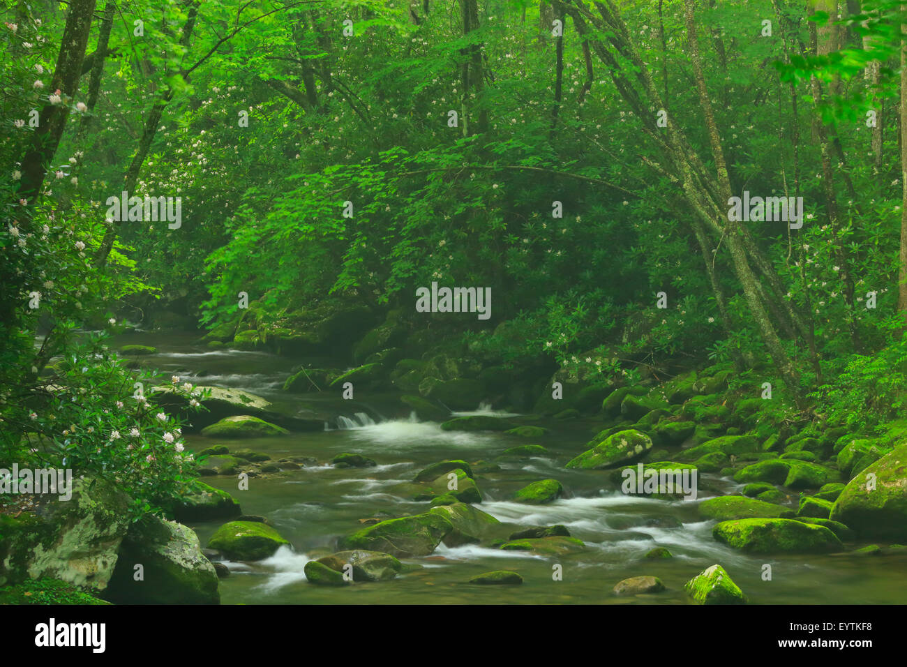 Little River, Trail, Elkmont Area, Great Smoky Mountains National Park ...