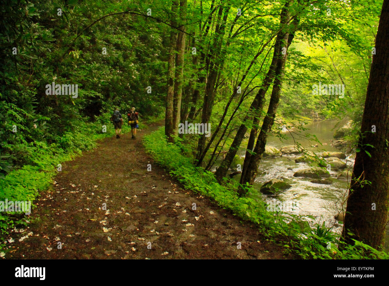 Little River Trail, Elkmont, Great Smoky Mountains National Park ...