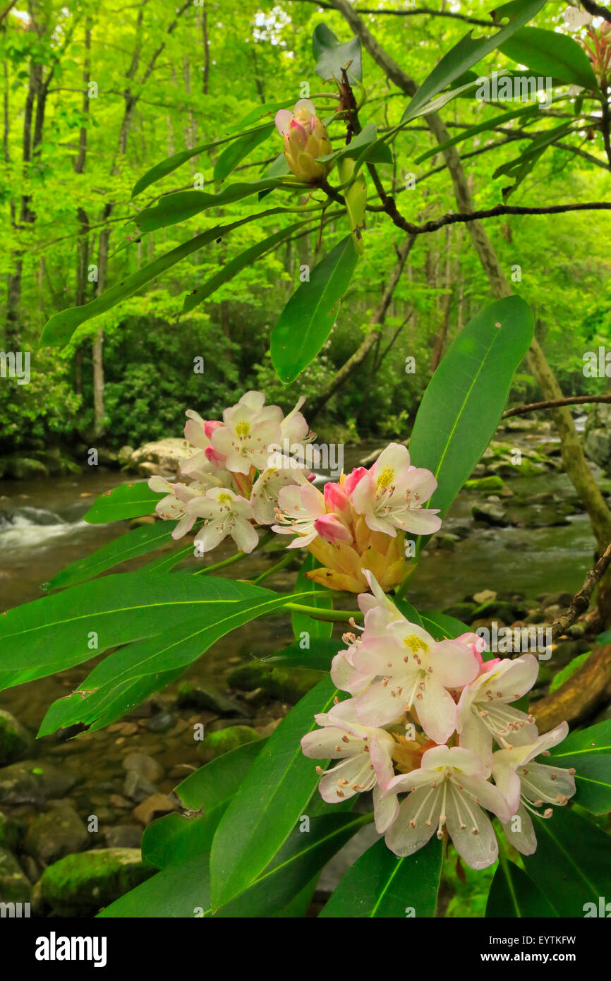 Little River, Trail, Elkmont Area, Great Smoky Mountains National Park ...
