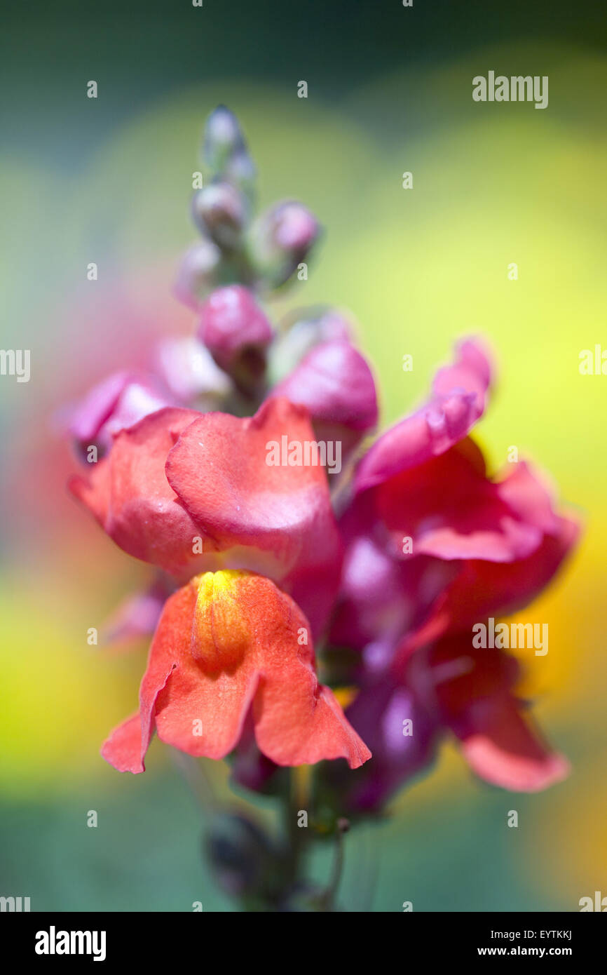 Yellow snapdragon mouth hi-res stock photography and images - Alamy