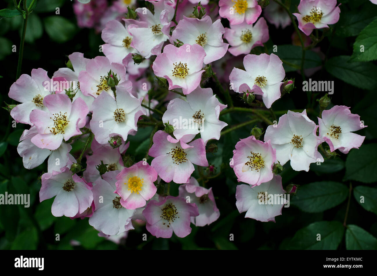 Ballerina rose ( Bentall 1937 Stock Photo - Alamy